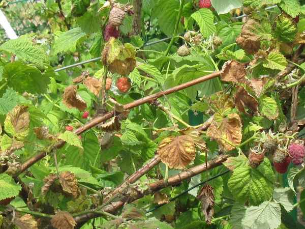 Raspberry Plant Diseases