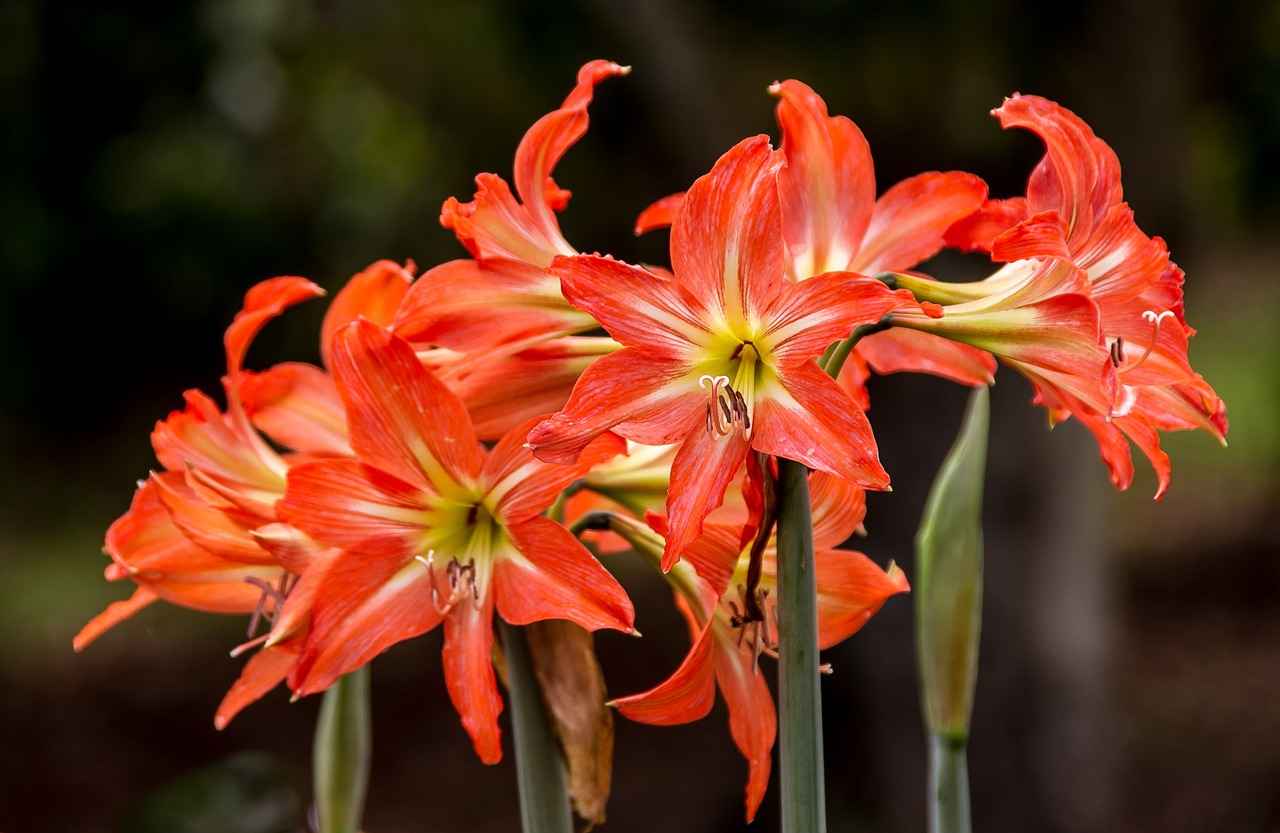 How to grow Hippeastrum at home