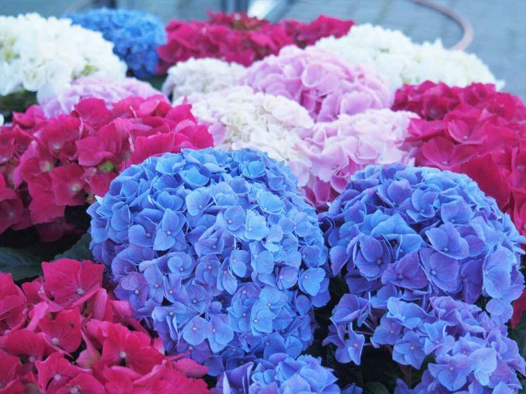 Hydrangeas: History, Biology, and Uses