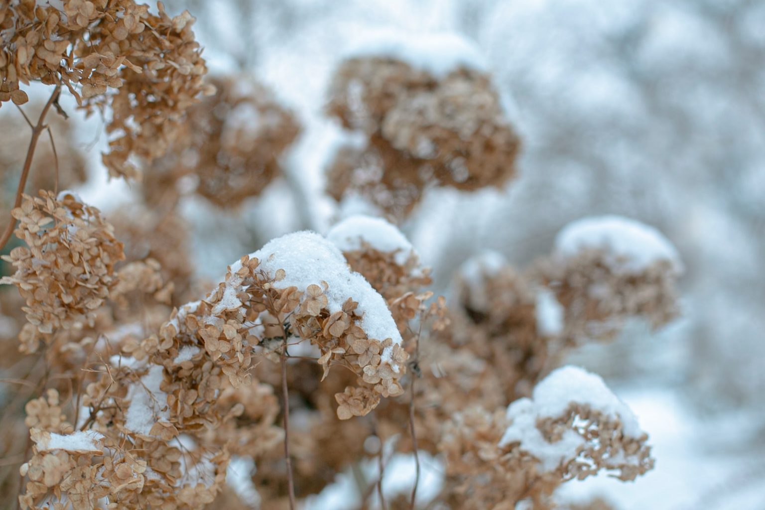 How to protect hydrangea in winter?