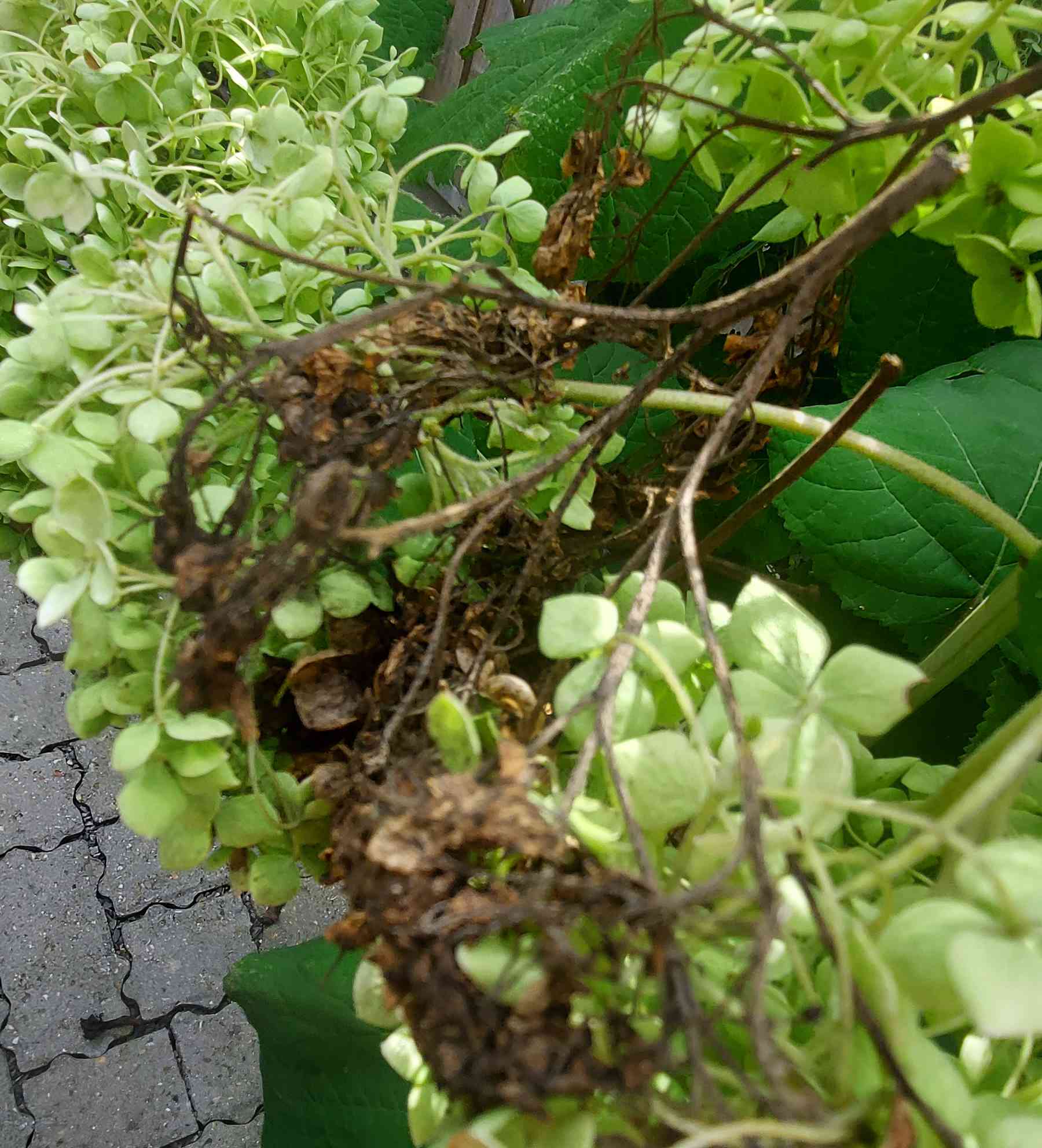 Why Hydrangea has small blooms