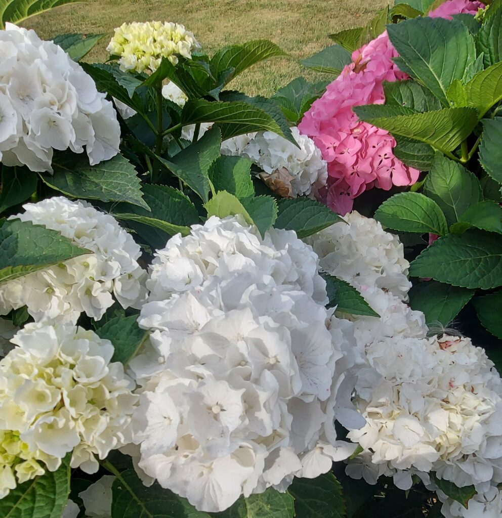 Hydrangeas: History, Biology, and Uses