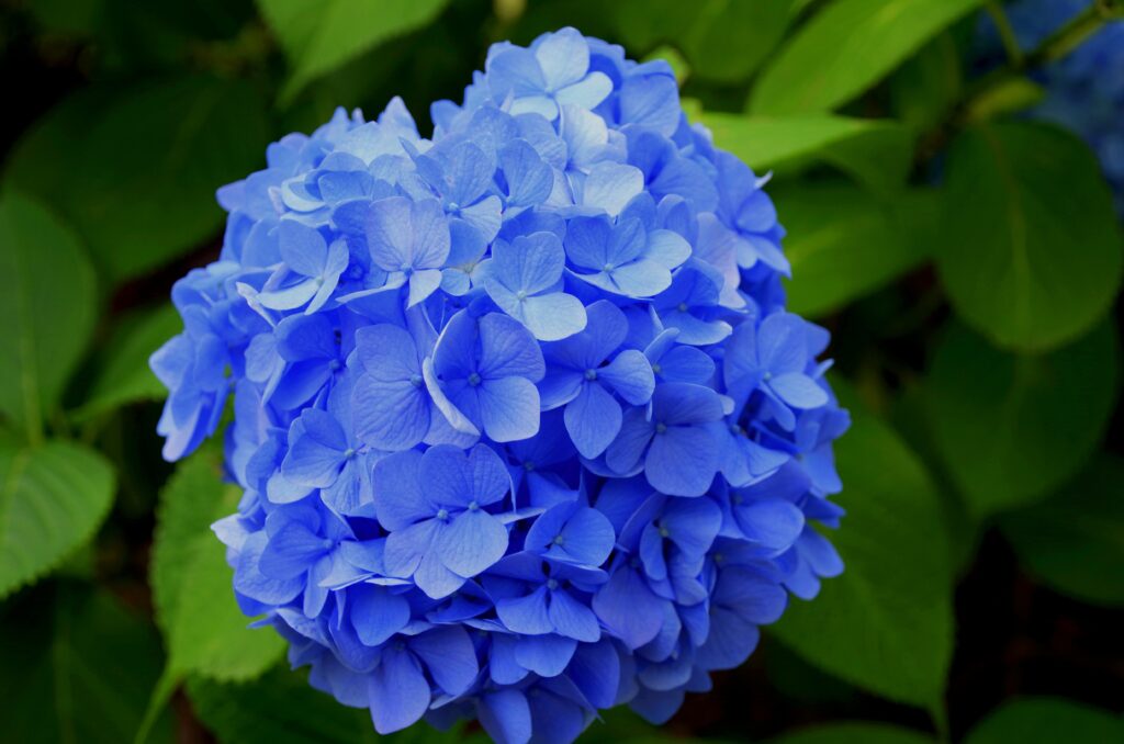 Hydrangeas: History, Biology, and Uses