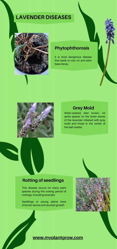 Lavender diseases
