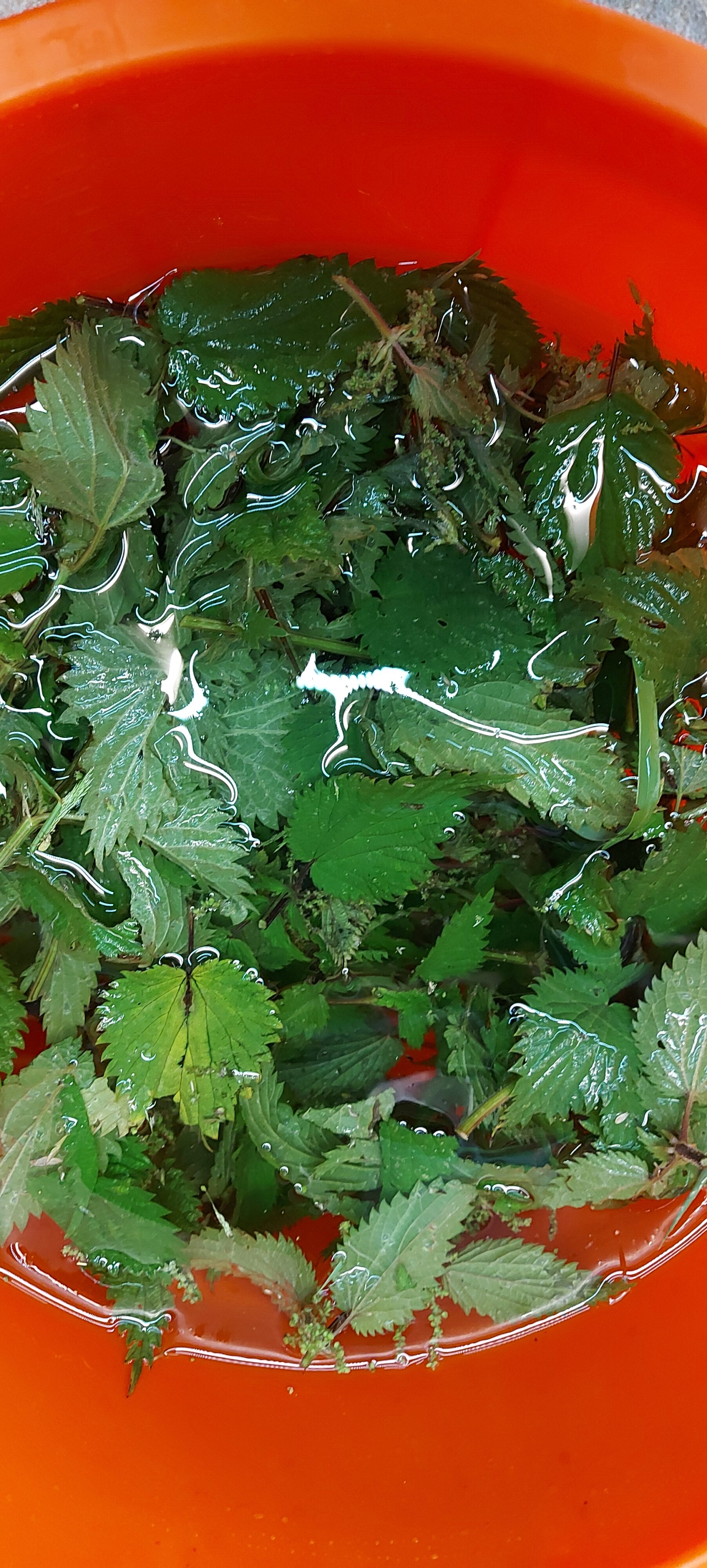 Tomato Nettle Fertilizer: Recipe, Preparation, and Application