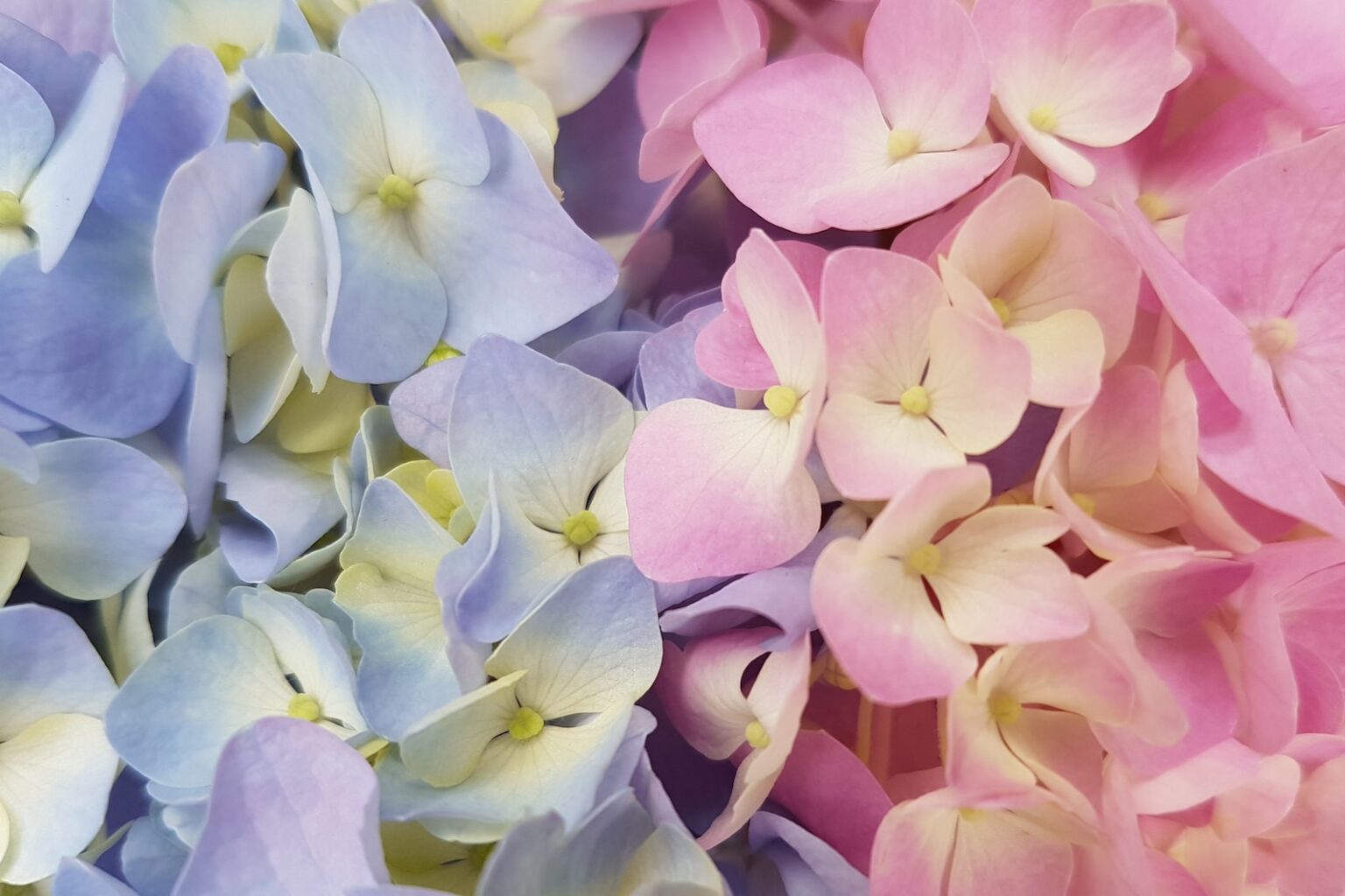 Hydrangeas: History, Biology, and Uses