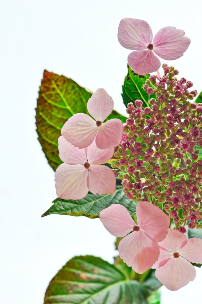 Hydrangeas: History, Biology, and Uses